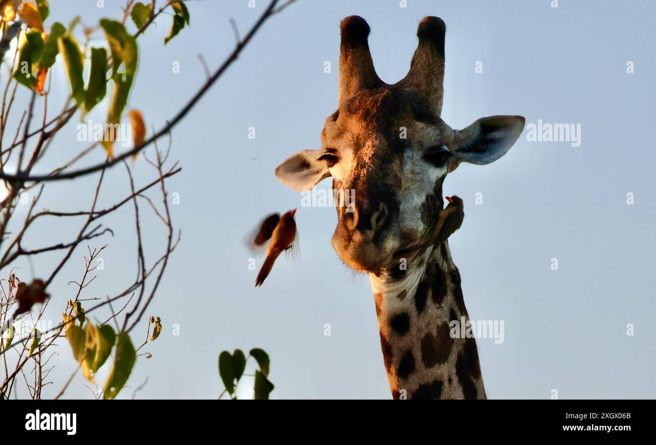 Groomed male hi-res stock photography and images - Alamy