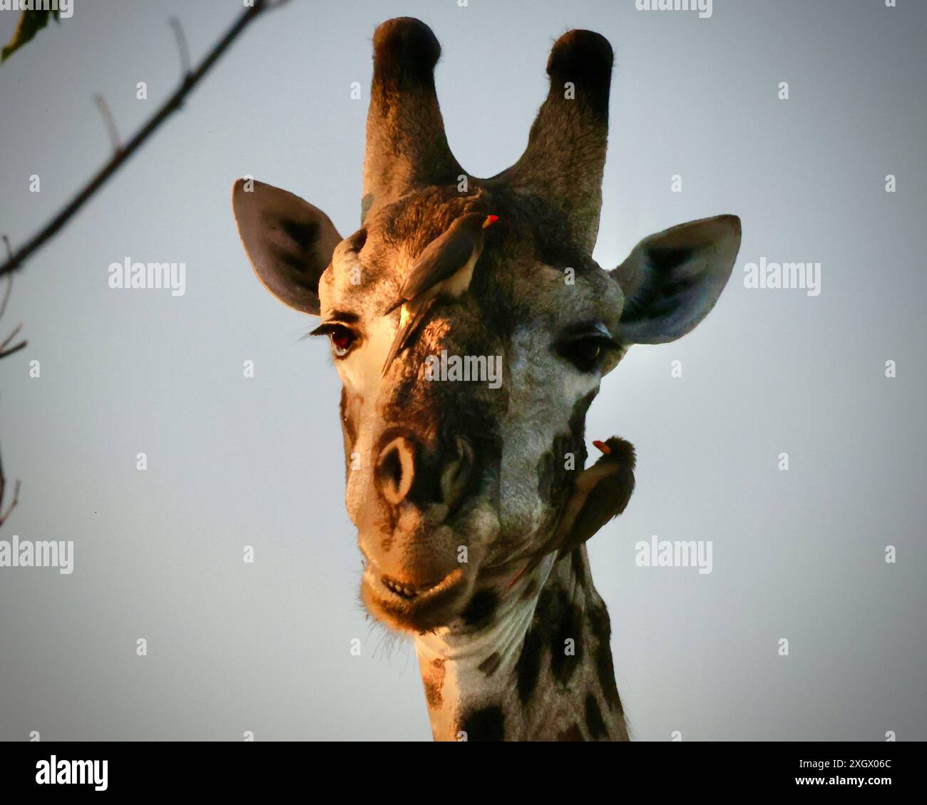 Groomed male hi-res stock photography and images - Alamy