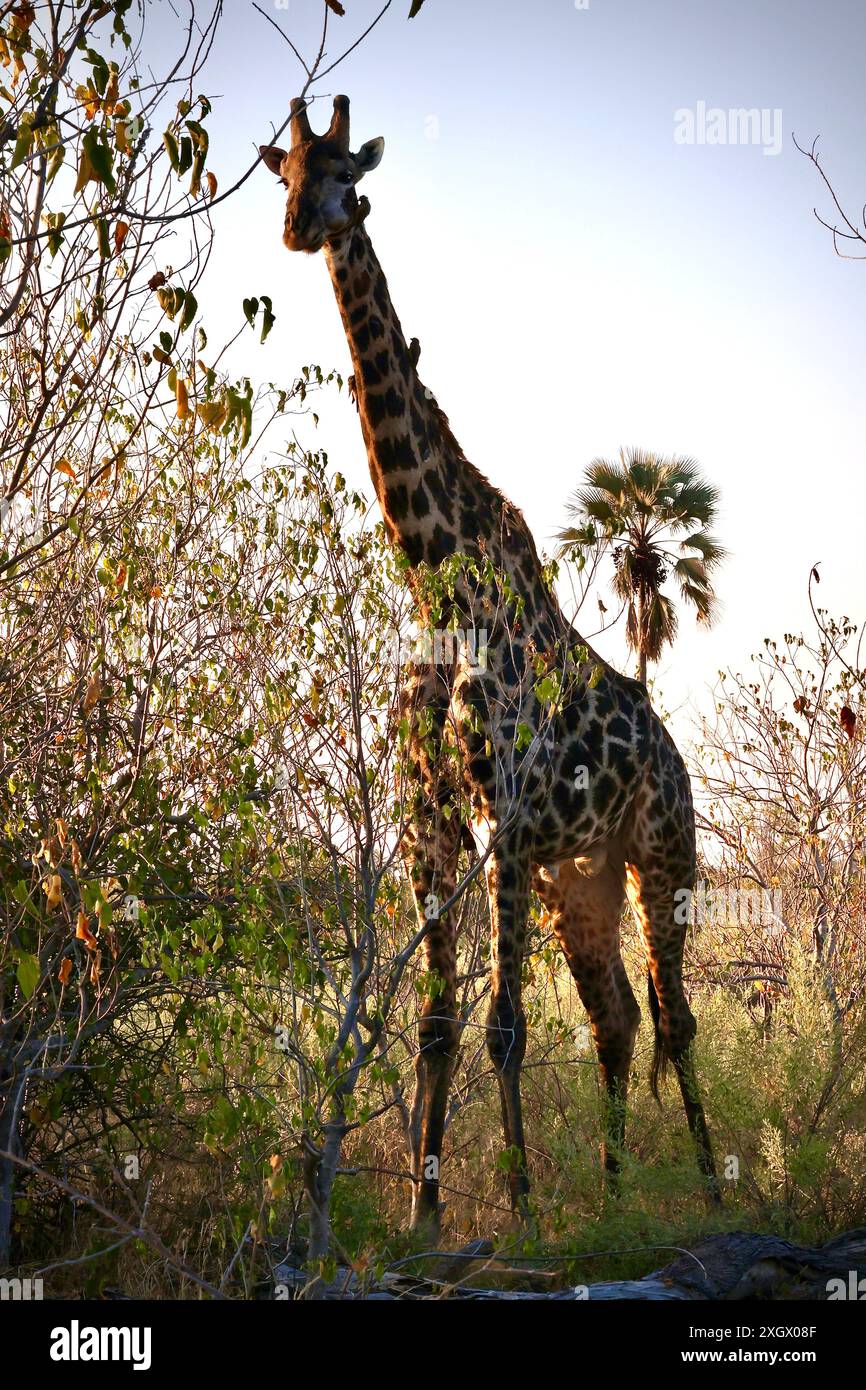 Older Male Giraffe Feeding and Being Groomed by Birds Stock Photo - Alamy