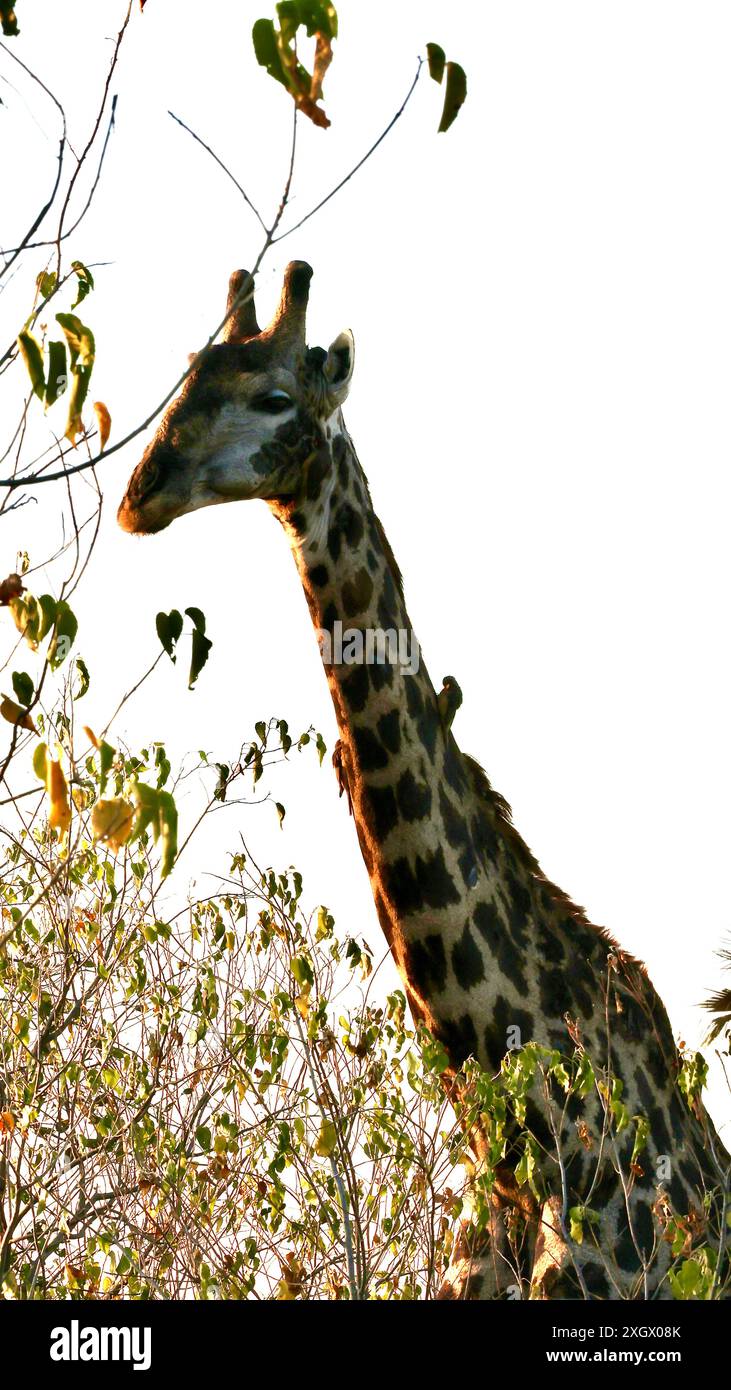 Older Male Giraffe Feeding and Being Groomed by Birds Stock Photo - Alamy