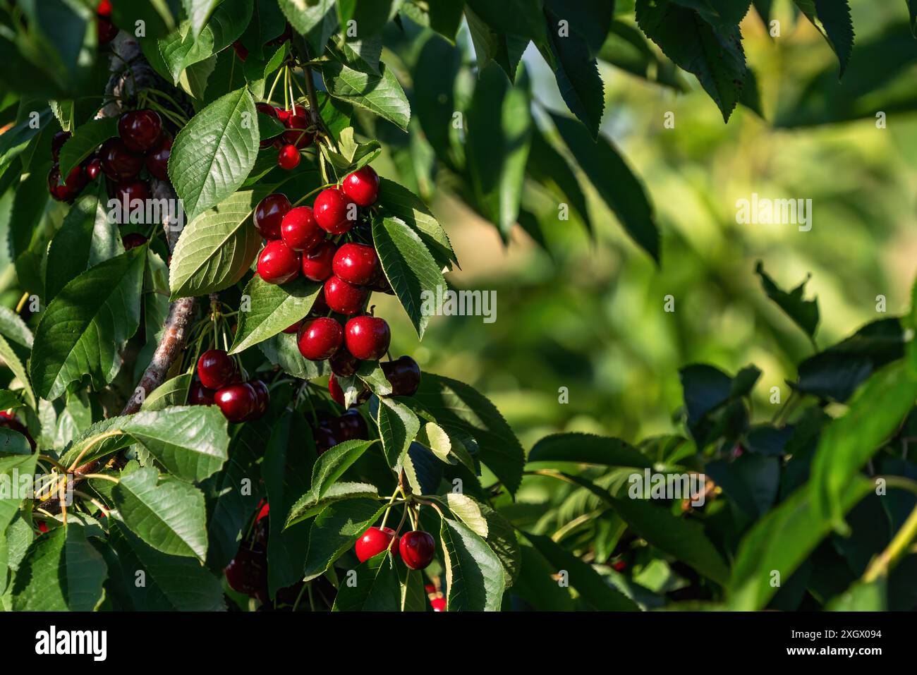 Mature cherry hi-res stock photography and images - Alamy