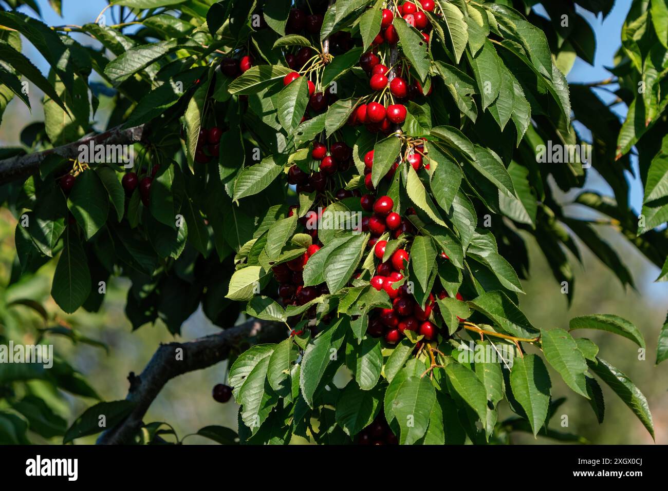 Large and mature cherry fruit Stock Photo - Alamy