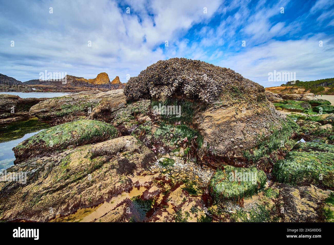 Rugged Coastal Rocks with Moss and Shellfish at Low Tide Eye Level ...