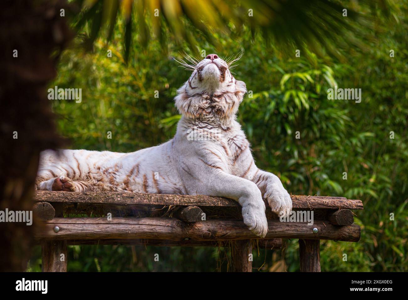 Wallpaper Funny Relaxing Tiger 2,500+ Sleeping Tiger Stock Photos,