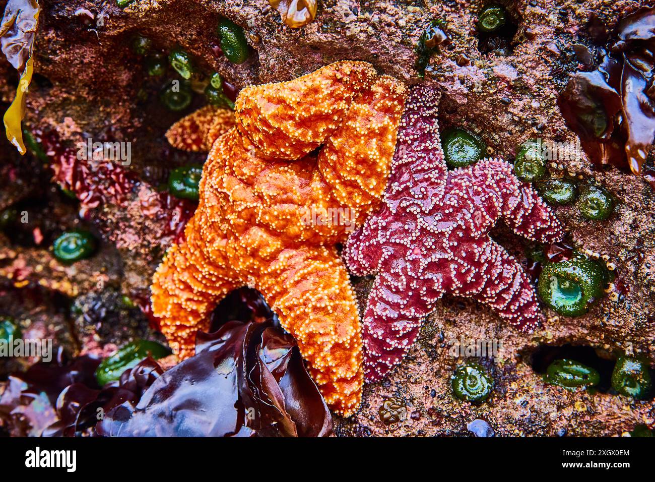 Orange and Red Starfish in Tidal Pool Close-Up Stock Photo - Alamy