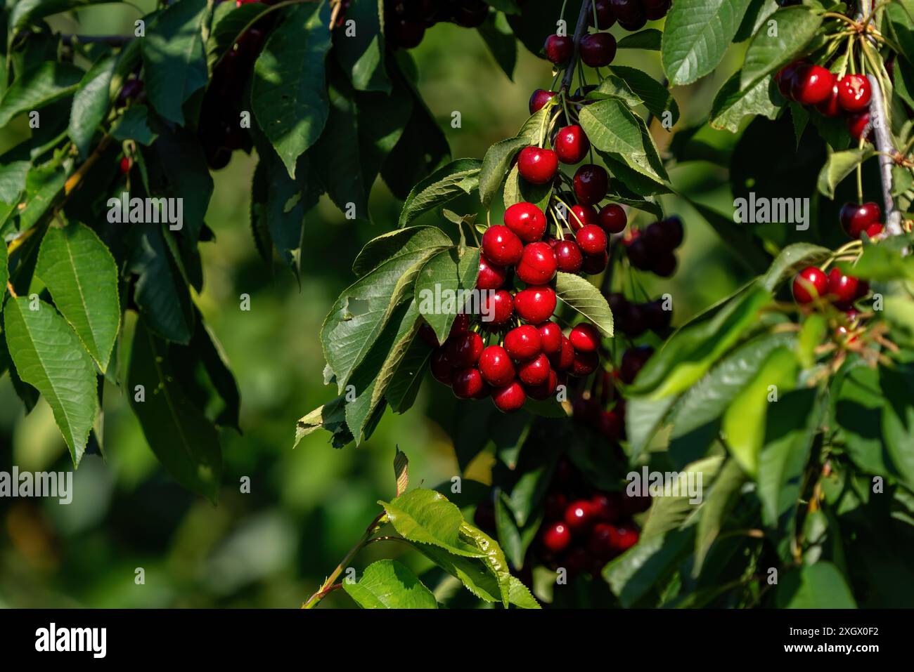 Large and mature cherry fruit Stock Photo - Alamy