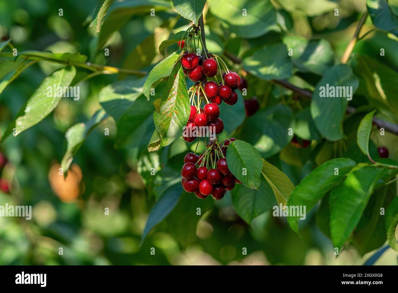 Mature cherry hi-res stock photography and images - Alamy