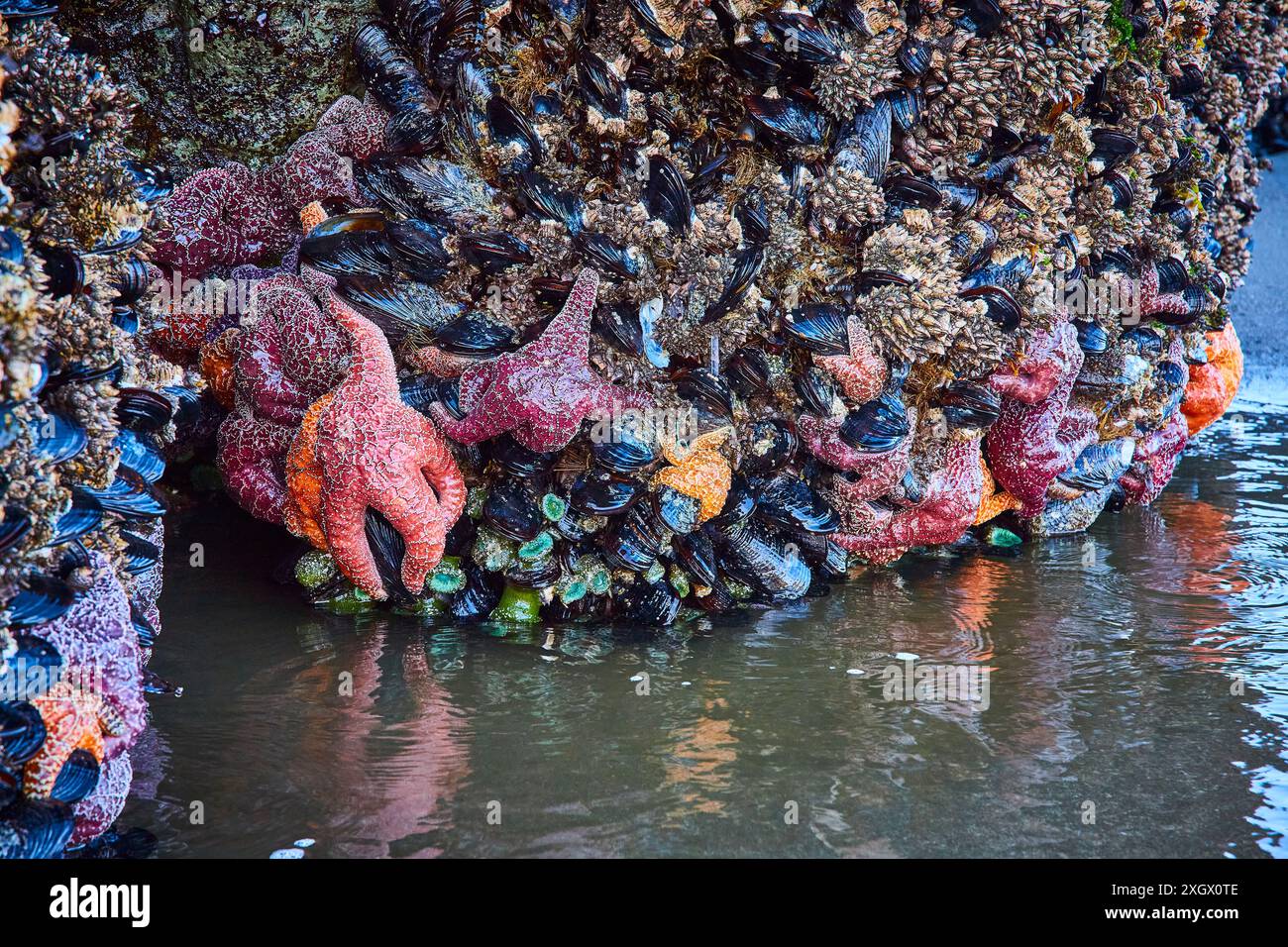 Marine Life on Tidal Rock Pool at Eye Level Stock Photo - Alamy