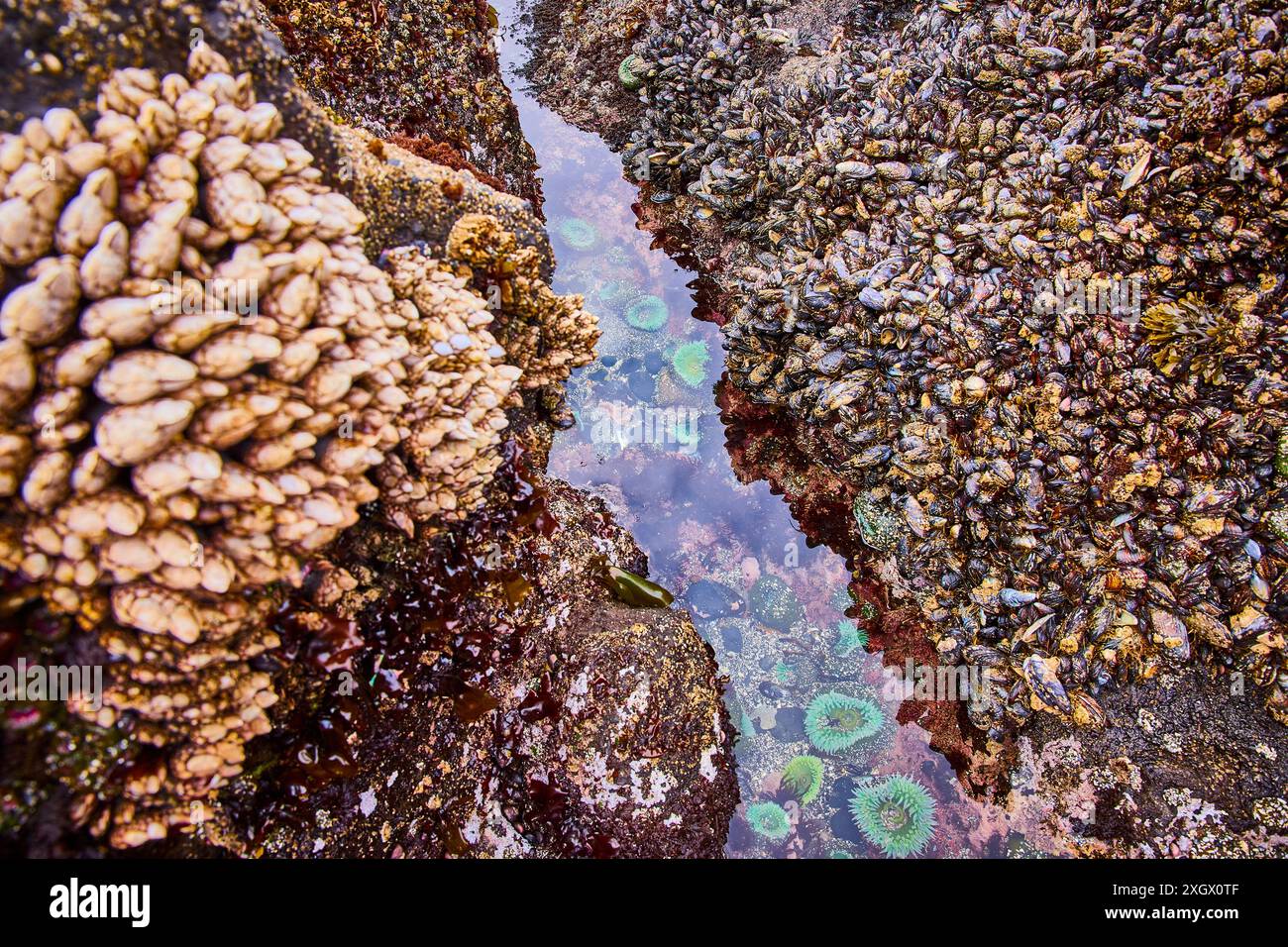 Barnacles, Mussels and Sea Anemones in Tidal Pool Viewed from Above ...