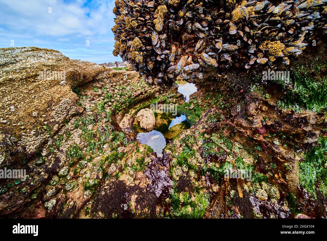 Mussels and Seaweeds in Rocky Tidal Pool Eye-Level View Stock Photo - Alamy