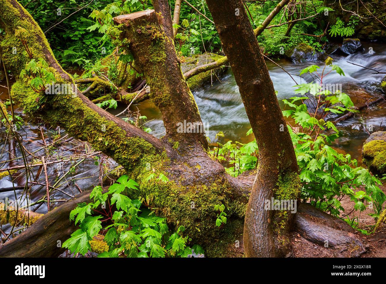 Moss-Covered Trees Over Stream in Serene Forest at Eye Level Stock ...