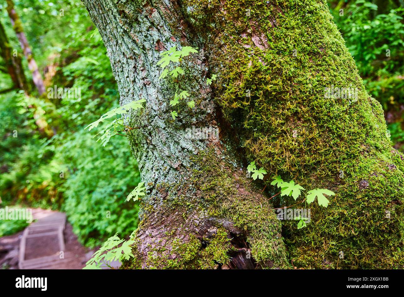 Lush Moss-Covered Tree Trunk with Young Leaves in Temperate Forest at ...