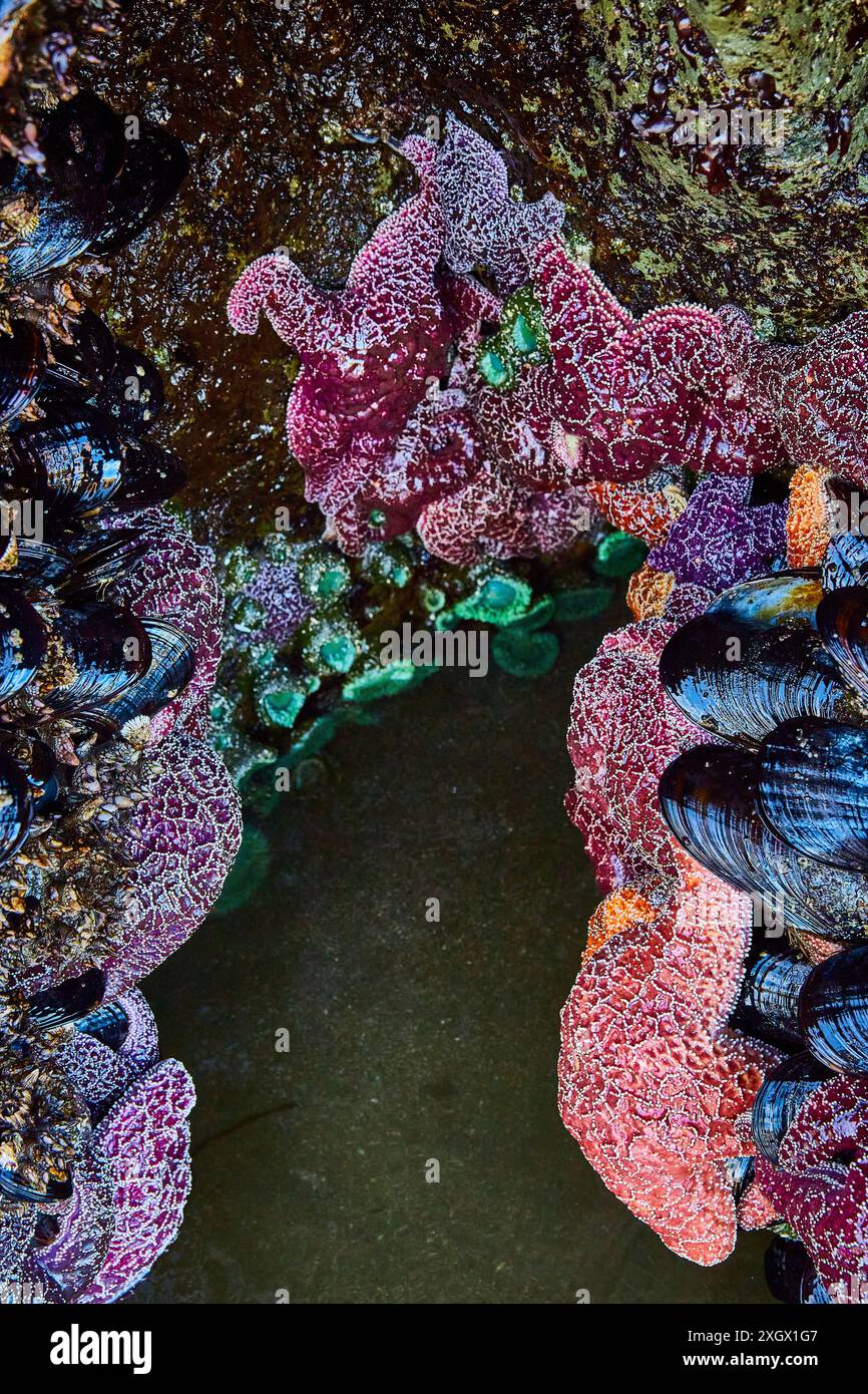 Vibrant marine ecosystems hi-res stock photography and images - Alamy