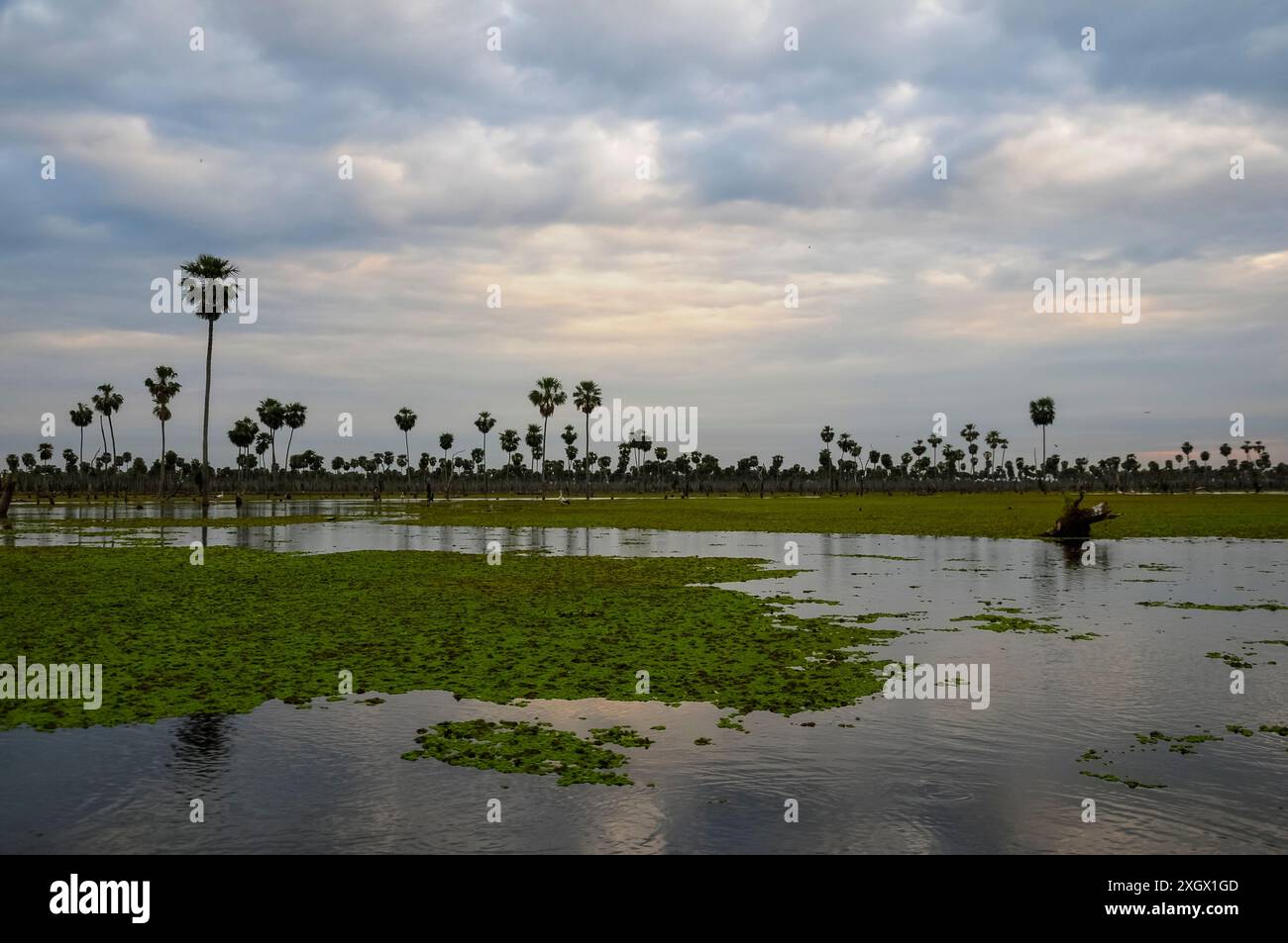 Palms landscape in La Estrella Marsh, Formosa province, Argentina Stock ...