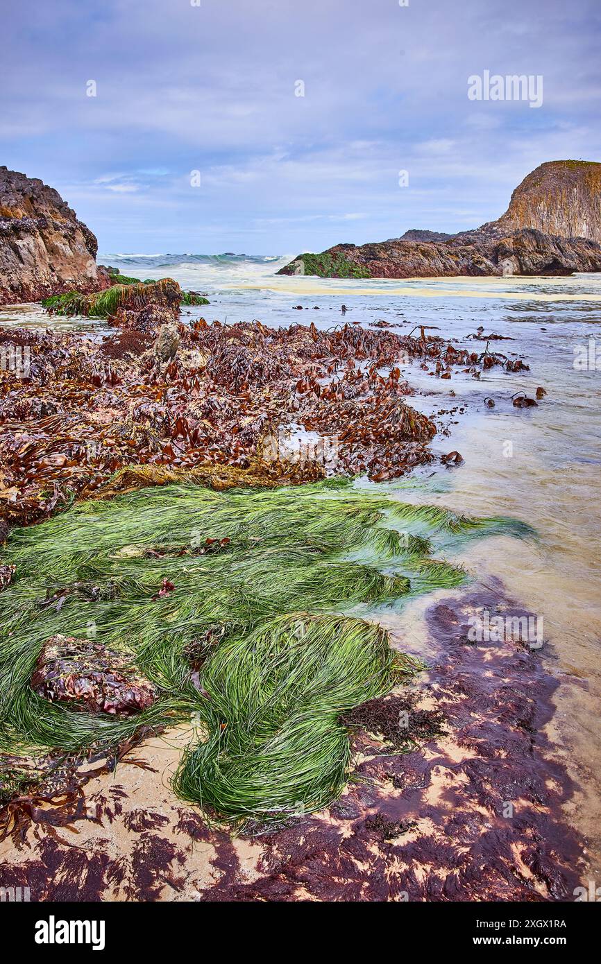 Rugged Oregon Coastline with Seaweed and Rocky Cliffs Low Angle Stock ...