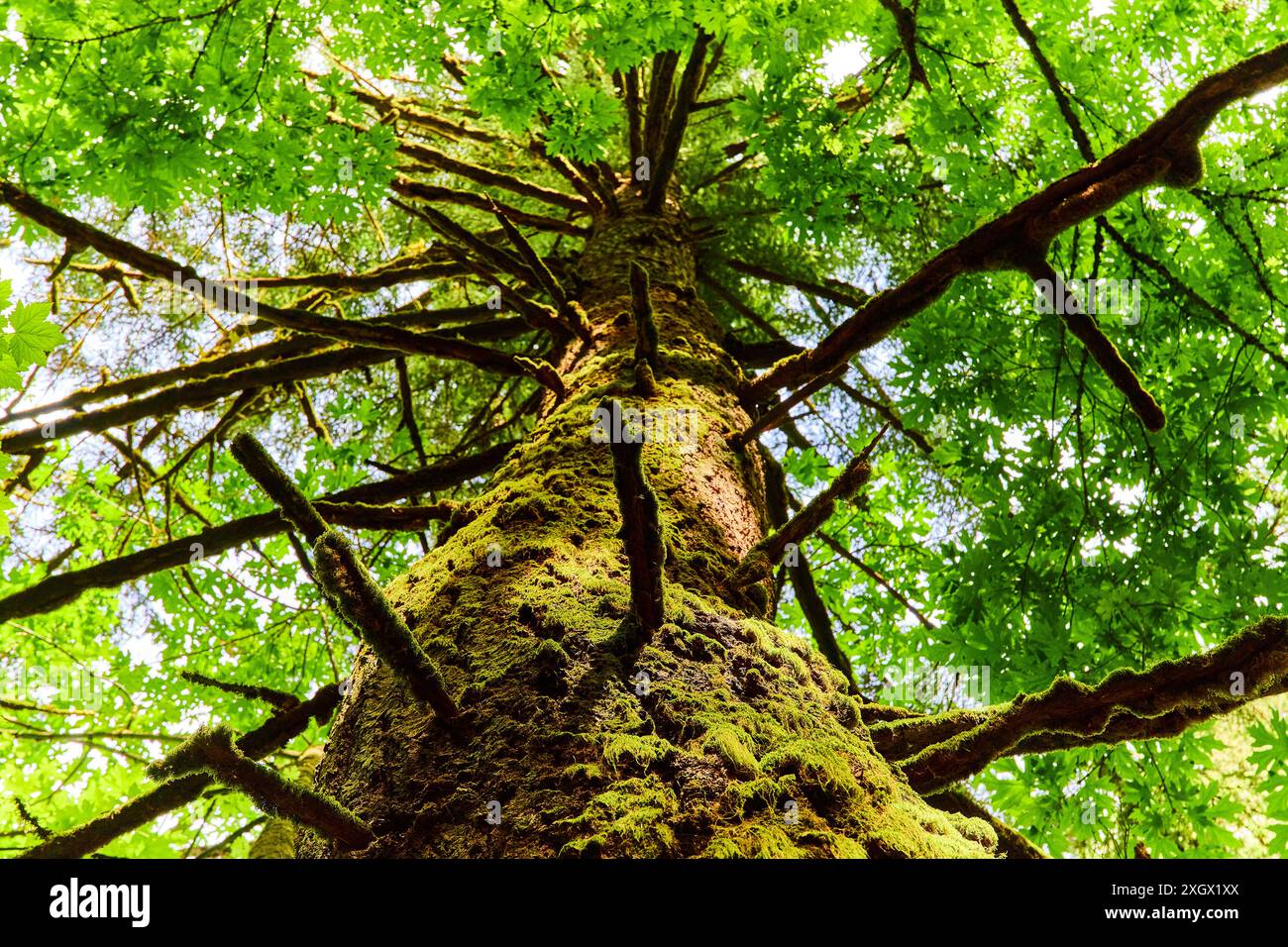 Robust canopy of leaves hi-res stock photography and images - Alamy