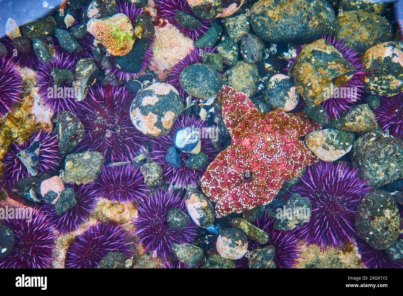 Purple Sea Urchins and Red Starfish in Vibrant Tide Pool Close-Up Stock ...