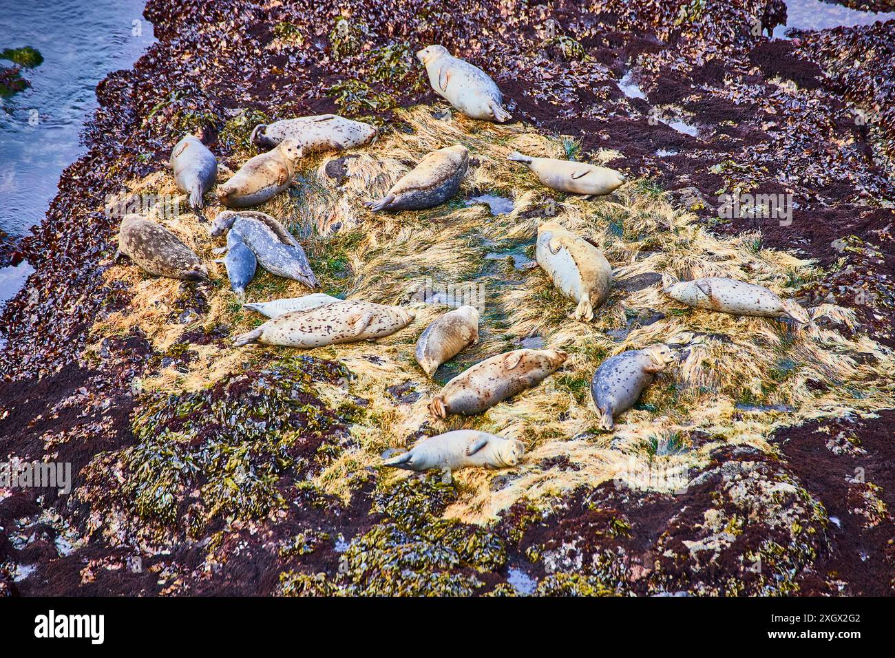 Harbor Seals on Rocky Shoreline with Algae Aerial View Stock Photo - Alamy