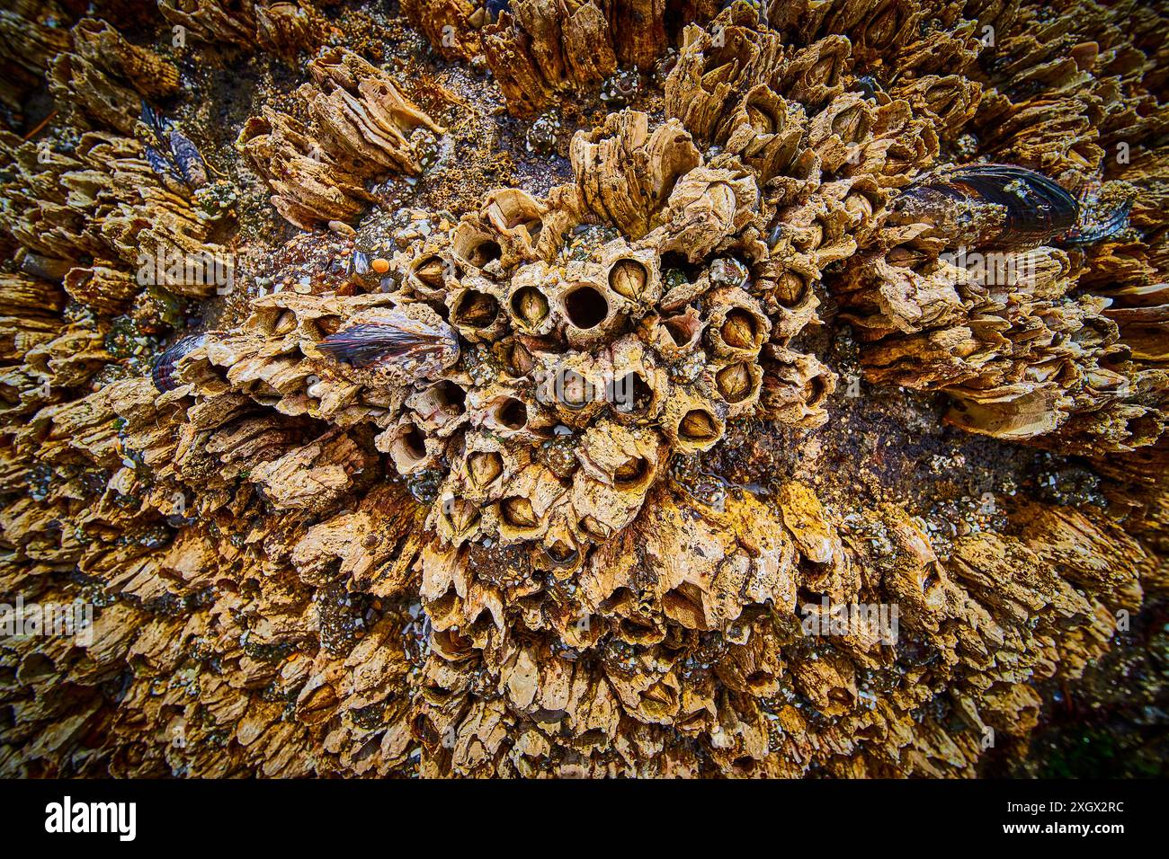 Earthy substrates hi-res stock photography and images - Alamy