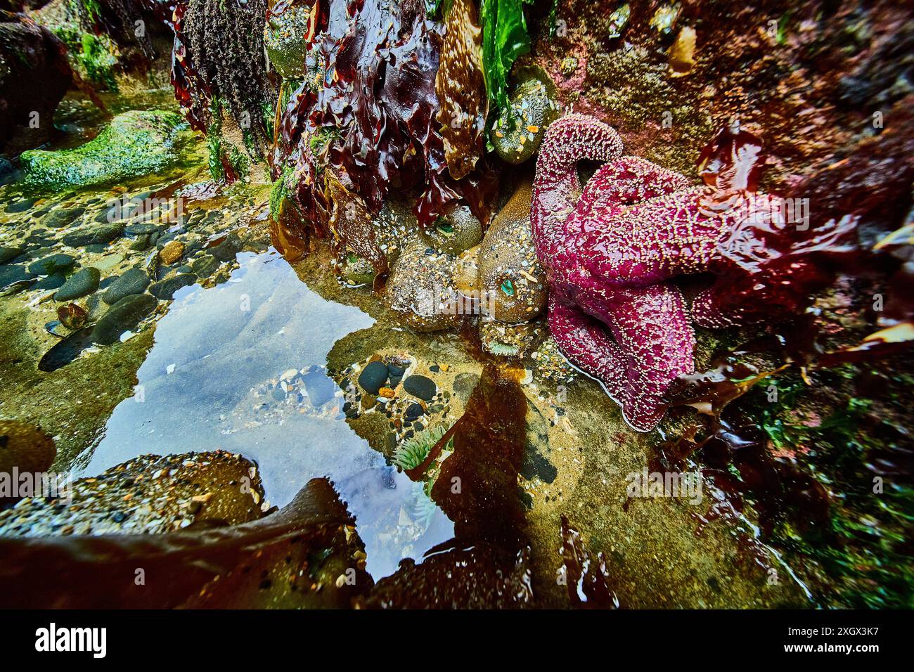 Purple Starfish in Vibrant Tidal Pool Ecosystem Eye-Level Perspective ...