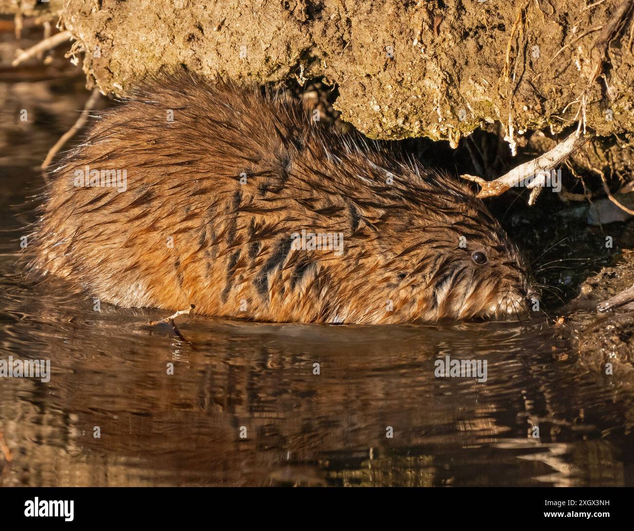 A Muskrat in its natural habitat, close to a bank within a lake, viewed ...