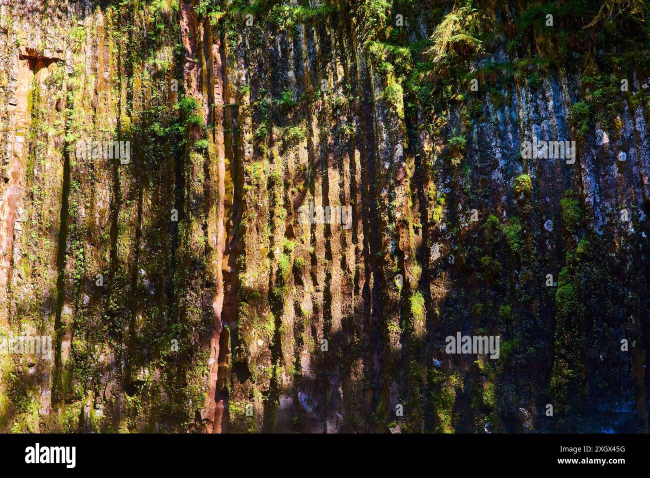 Moss-Covered Basalt Cliff with Dappled Sunlight in Temperate Rainforest ...