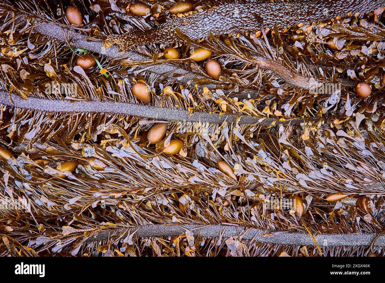 Intertwined Seaweed Cluster Macro Perspective Stock Photo - Alamy