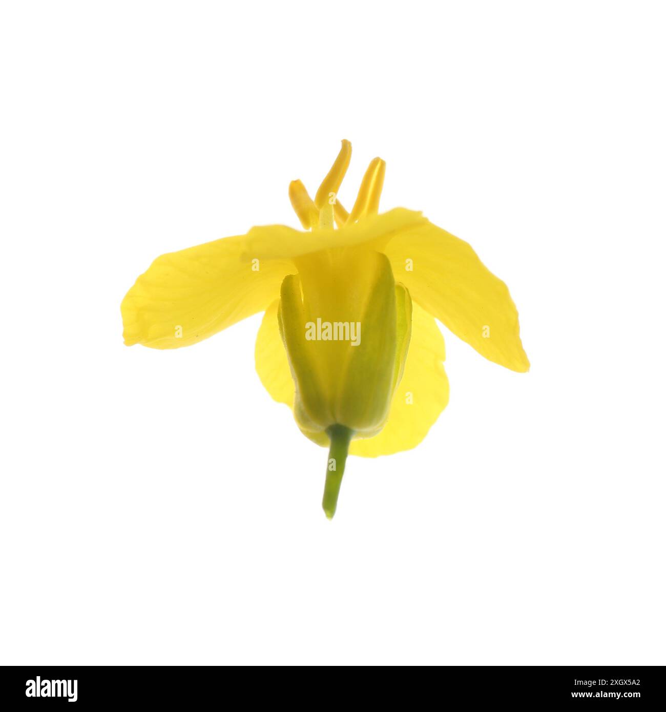 Rapeseed flower isolated on hi-res stock photography and images - Alamy