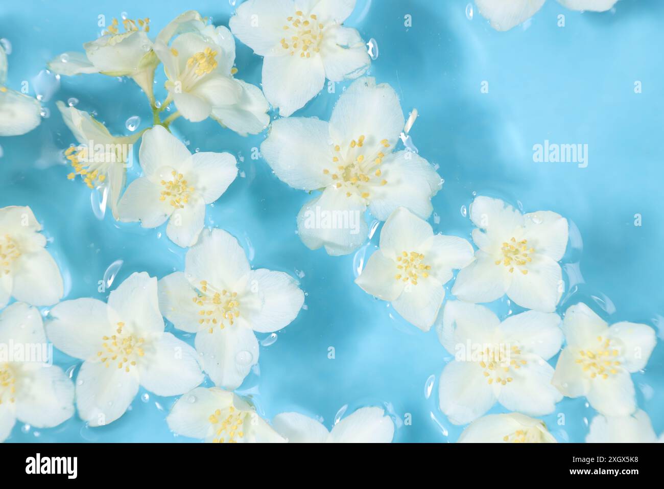 Beautiful jasmine flowers in water on light blue background, top view ...