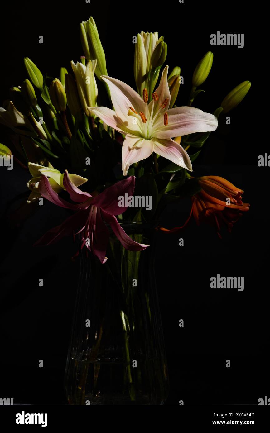 Beautiful colorful lilies in a glass vase with light and dark ...