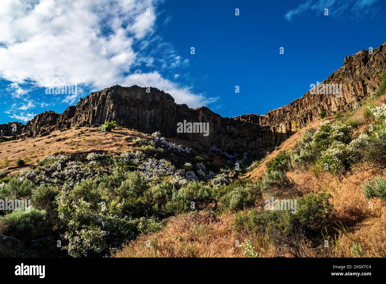 Syringa, the Idaho State Flower, is blooming on the hillsides below the ...