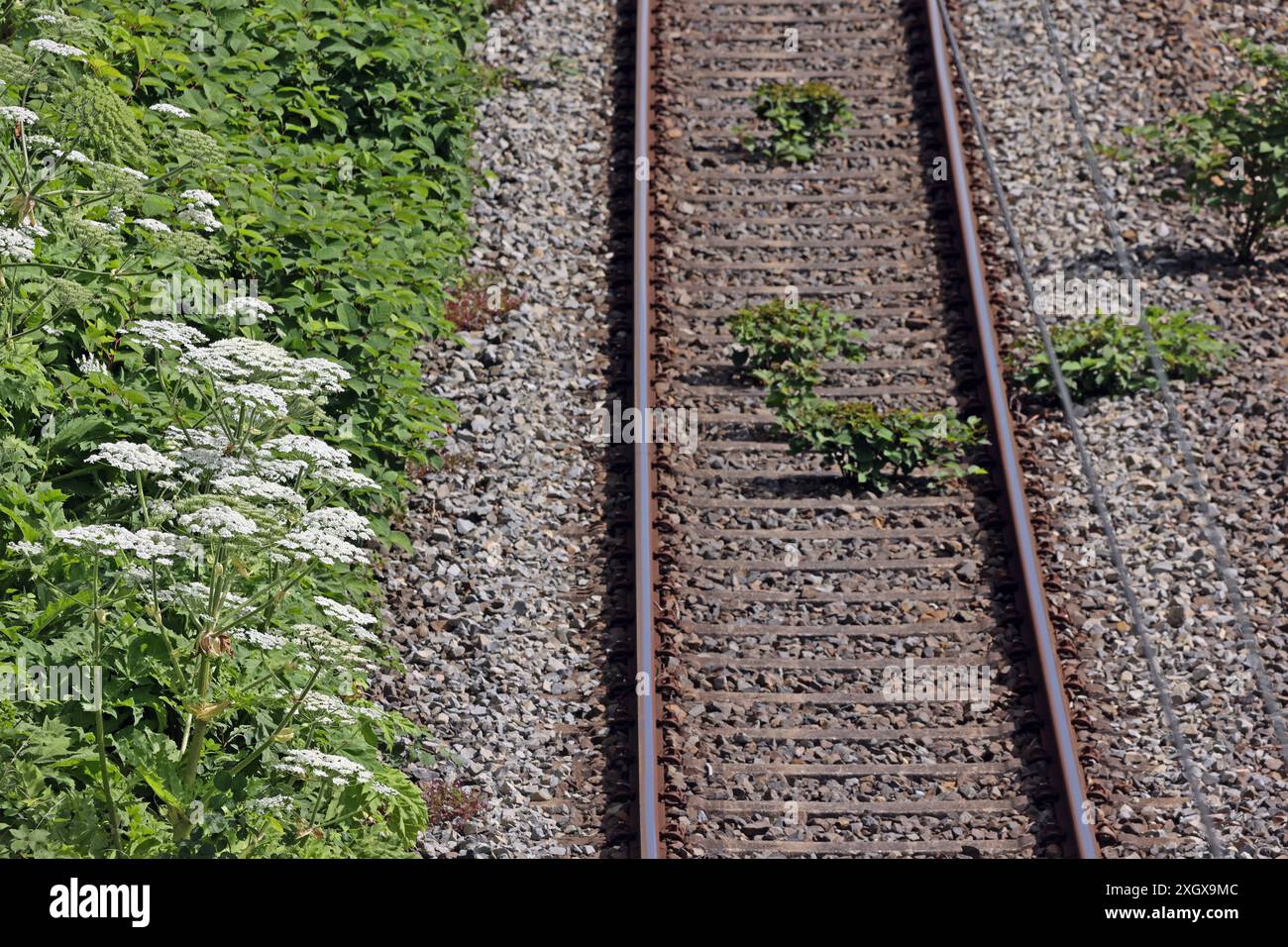 Invasive Neophyten an Bahnlinien Die Herkulesstaude steht in einem ...