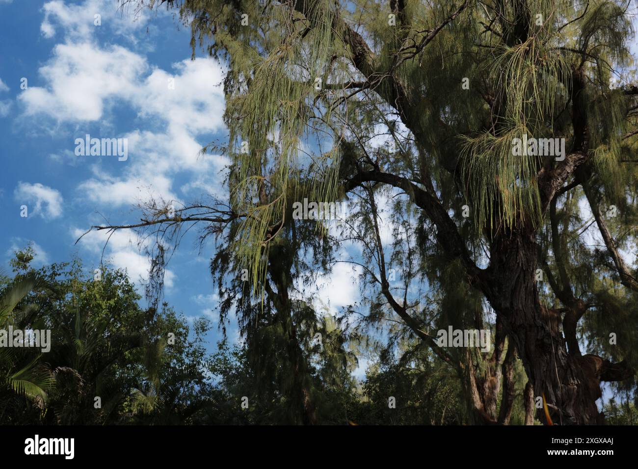 A mature Athel Tamarisk tree growing in Kauai, Hawaii, USA Stock Photo ...