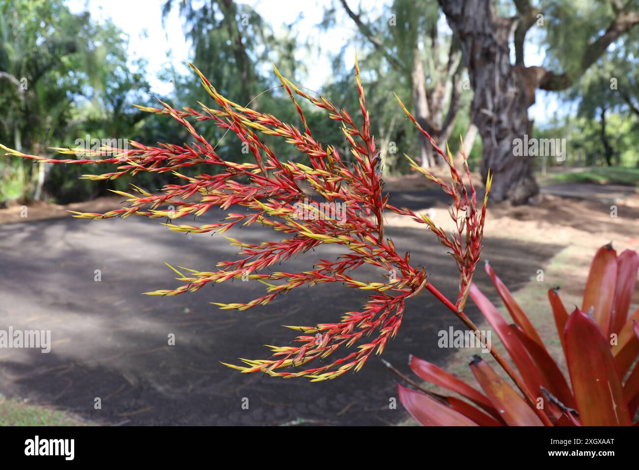 Close up of a flowering stalk of an Aechmea Blanchetiana Orange ...