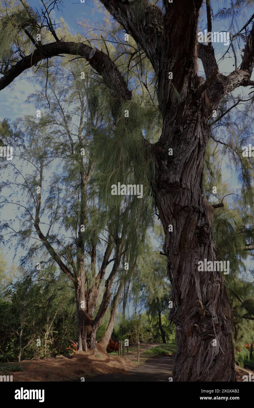 A Athel Tamarisk tree growing at Na Aina Kai Botanical Gardens in Kauai ...