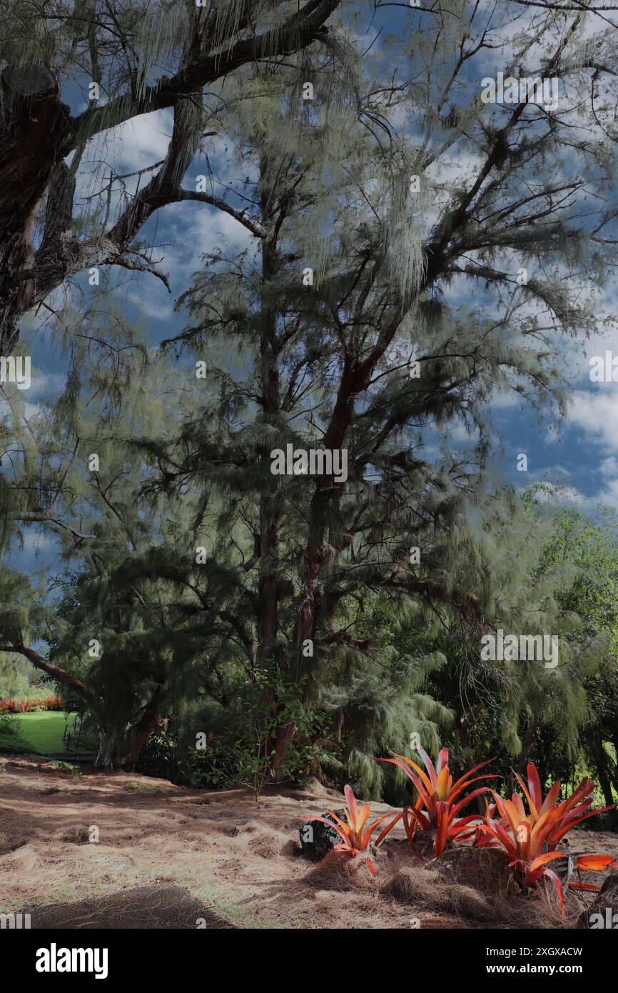 Two, mature Athel Tamarisk trees and four Orange and Red Aechmea ...