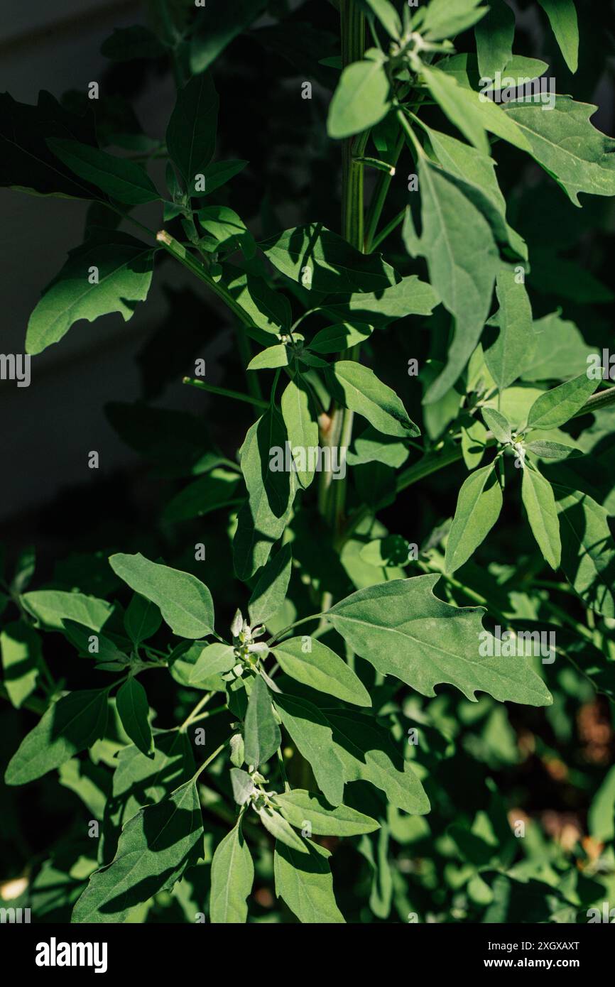Wild spinach plant, Chenopodium album Stock Photo - Alamy