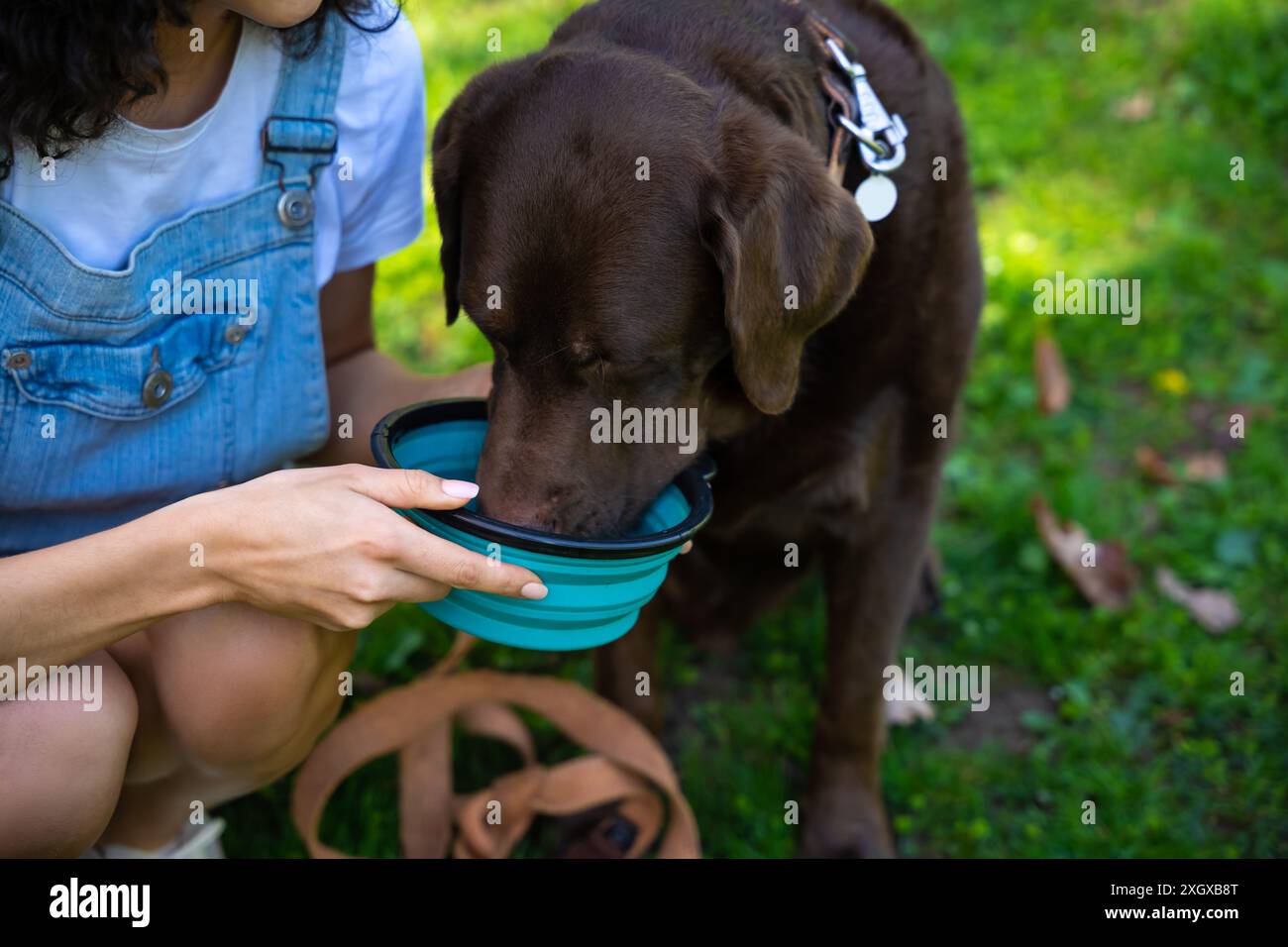 Close up picture of a woman giving water to a dog Stock Photo - Alamy