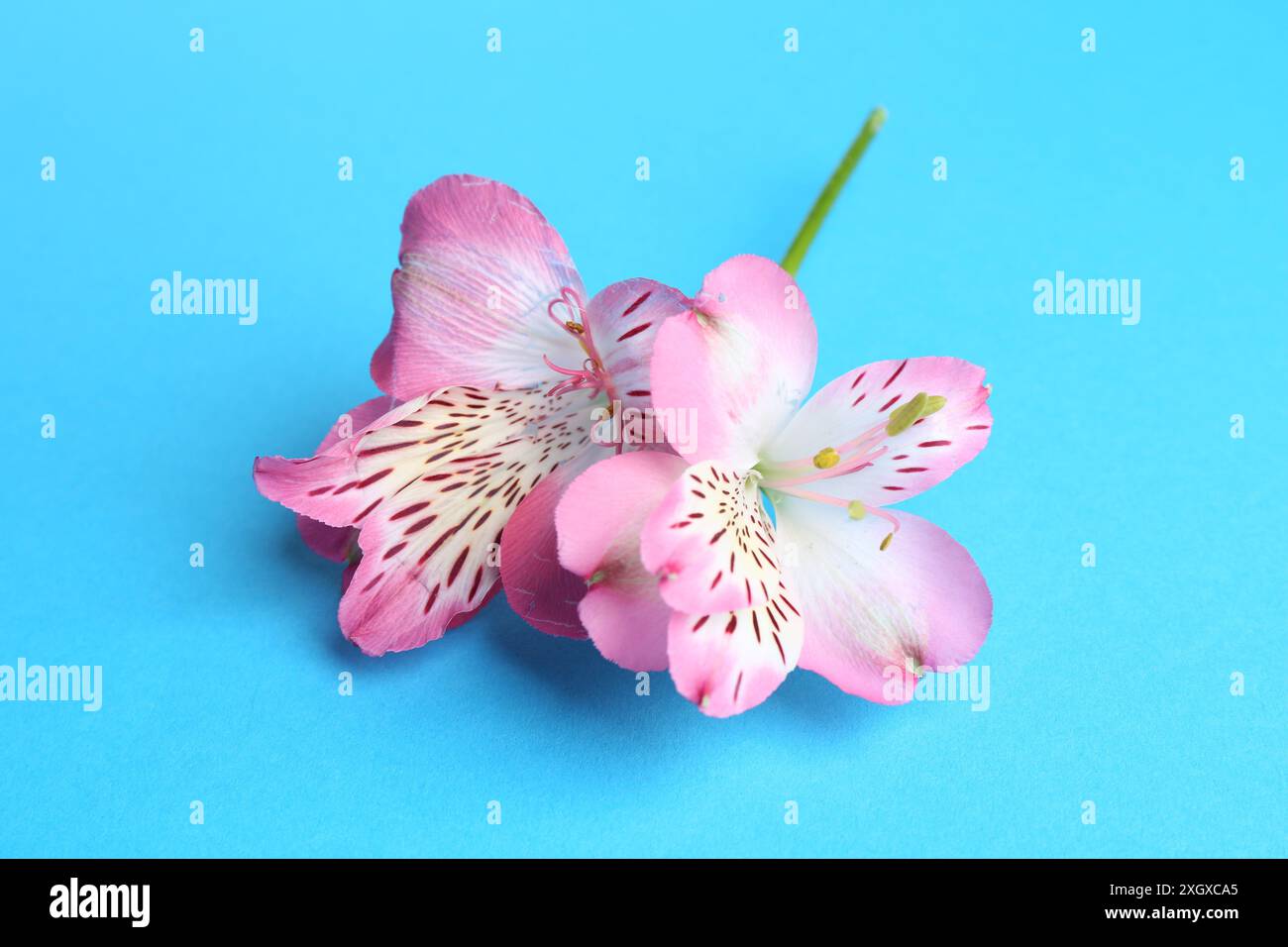 Beautiful alstroemeria flowers on light blue background Stock Photo - Alamy