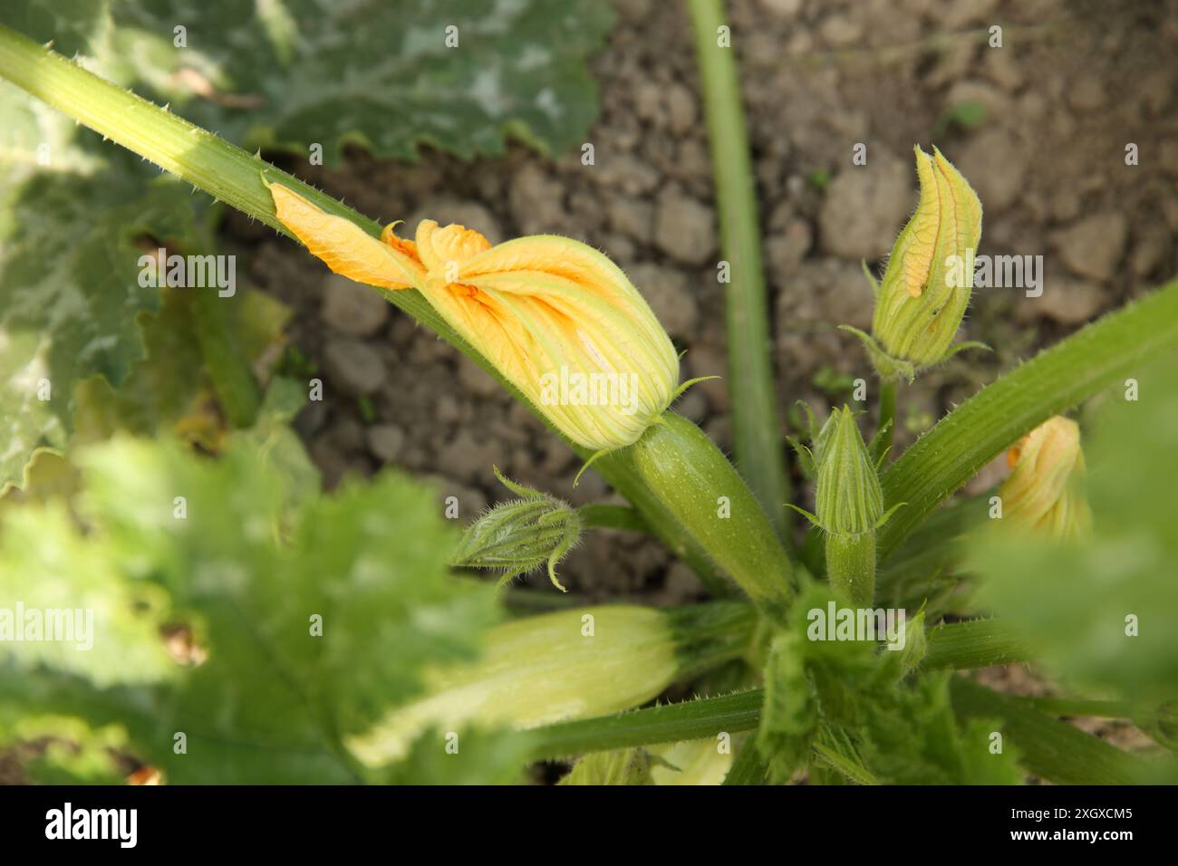 Blooming green plant with unripe zucchini growing in field, closeup ...