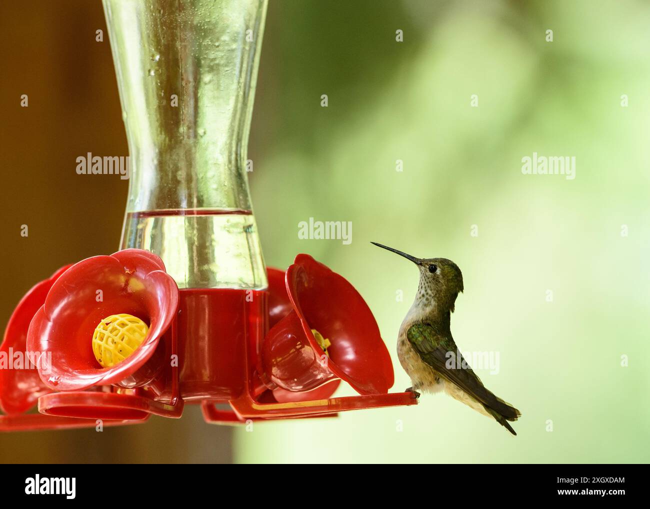 Ruby throated hummingbird and mexico hi-res stock photography and ...