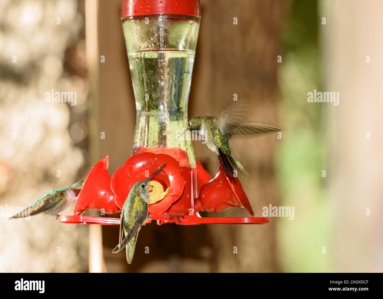 Hummingbird in mexico hi-res stock photography and images - Alamy