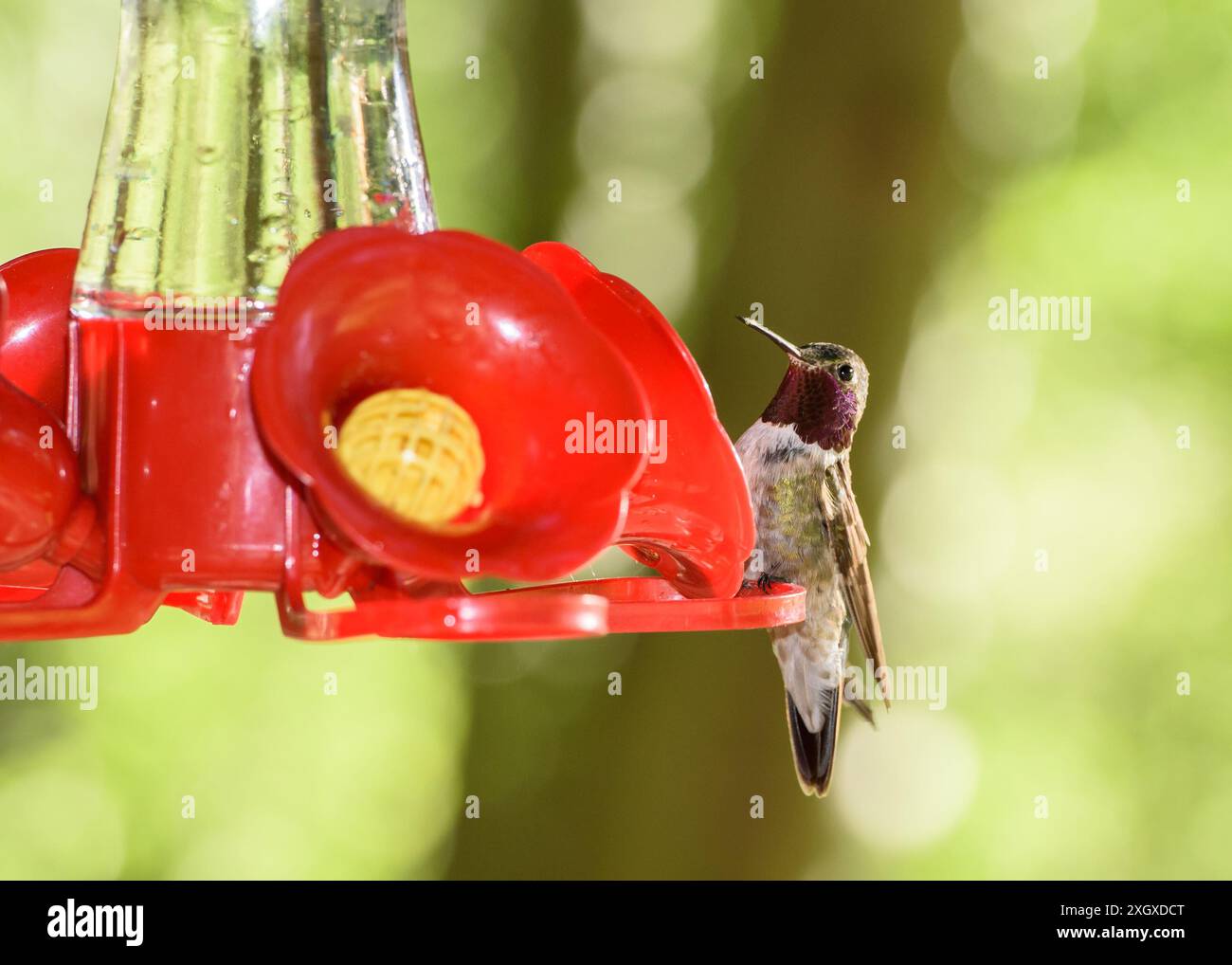 Ruby throated hummingbird and mexico hi-res stock photography and ...
