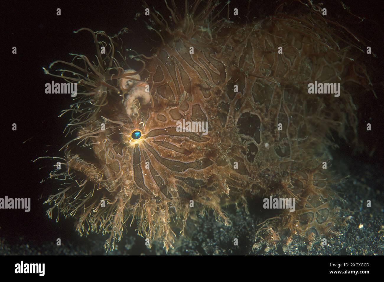 Striped Frogfish, Antennarius striatus, with worm-like lure, Jahir dive ...
