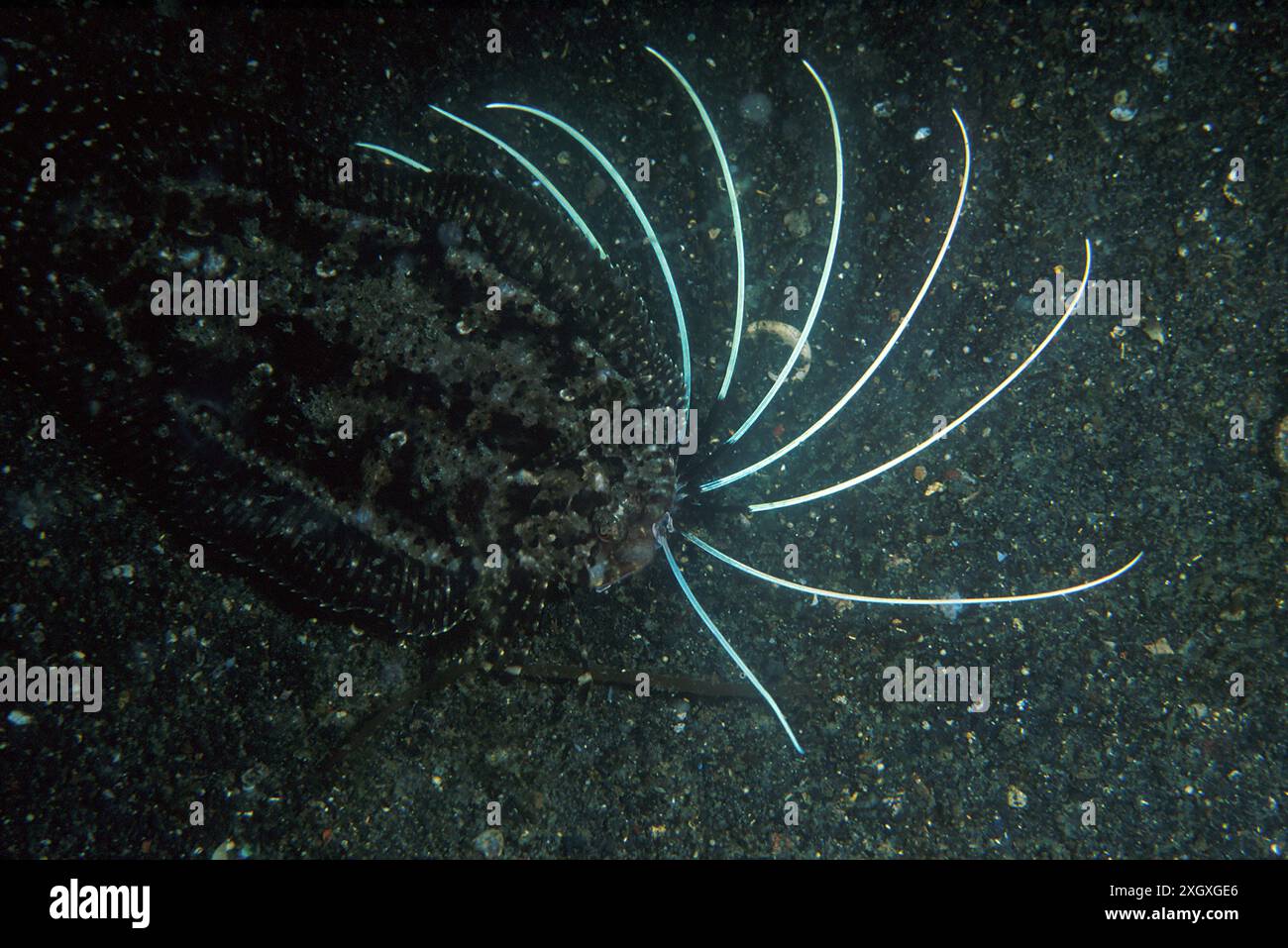 Cockatoo Flounder, Samaris cristatus, displaying dorsal fin rays, Retak ...