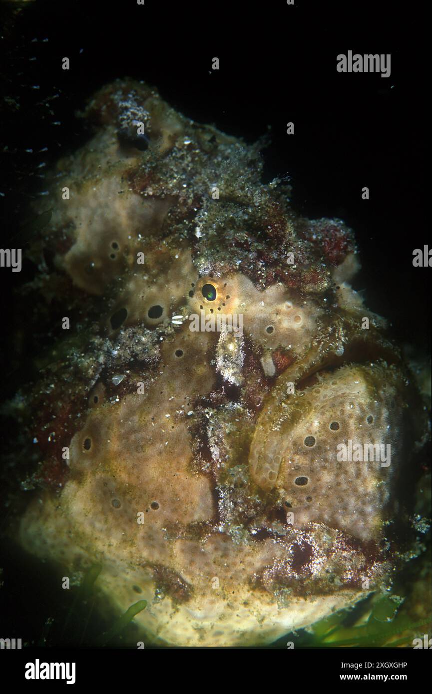 Painted Frogfish, Antennarius pictus, with Copepod, Copepoda Subclass ...
