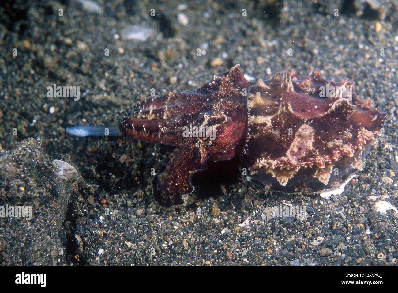 Pfeffera's Flamboyant Cuttlefish, Metasepia pfefferi, feeding with ...