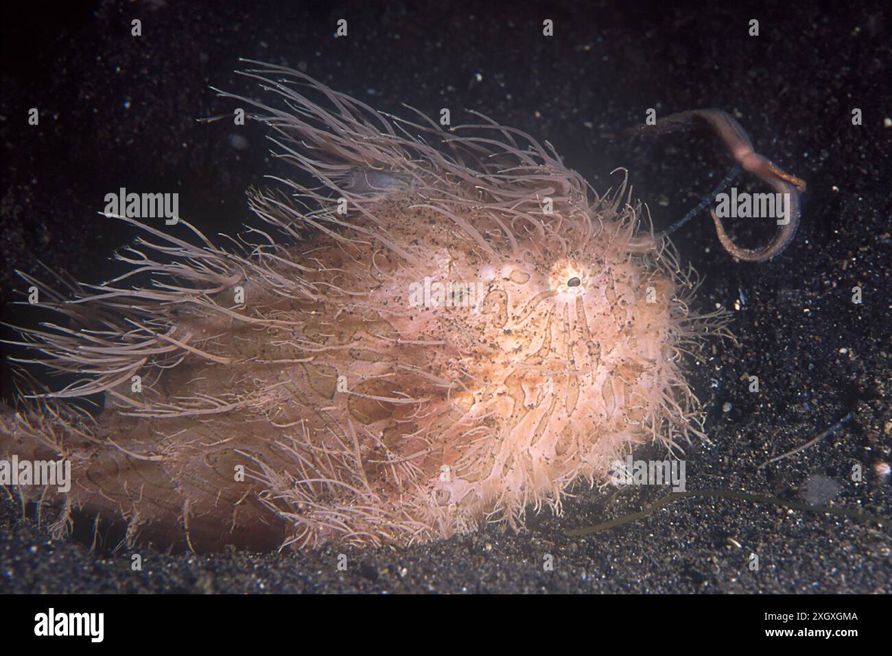 Close up hairy frogfish hi-res stock photography and images - Alamy