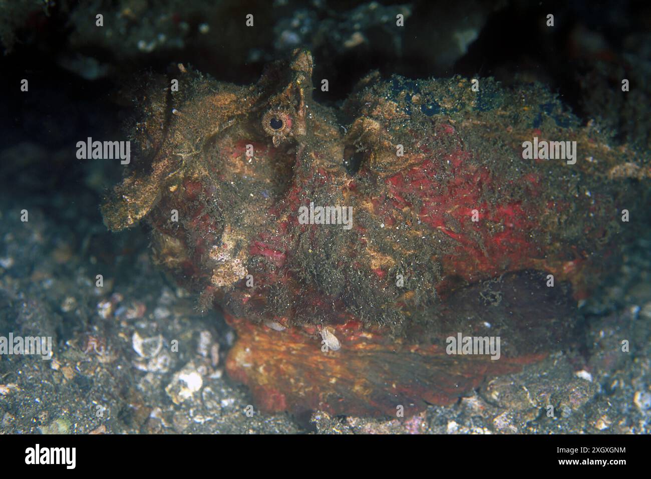 Estuary stonefish hi-res stock photography and images - Alamy