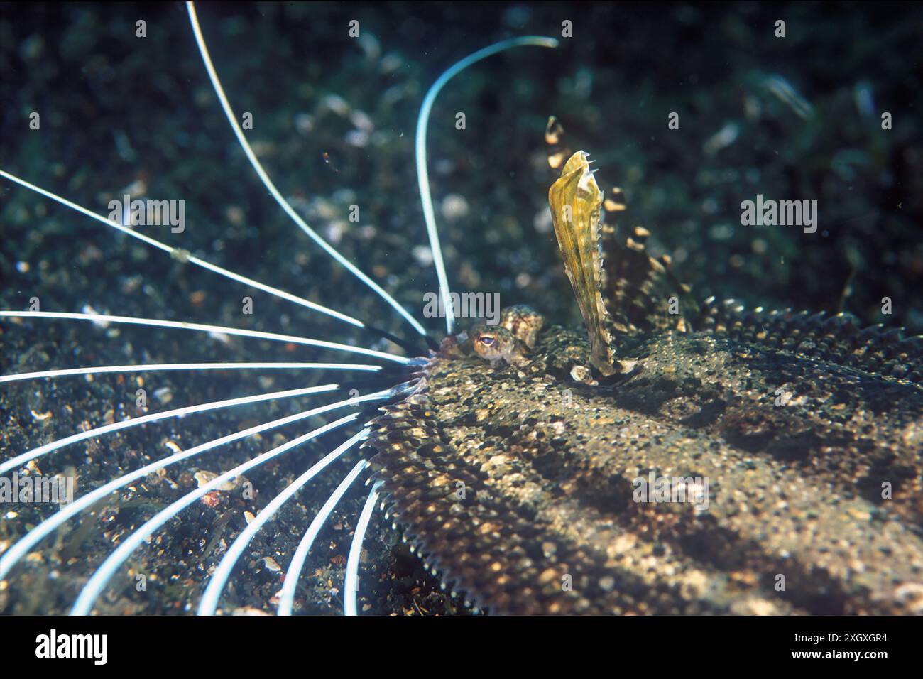 Cockatoo Flounder, Samaris cristatus, displaying dorsal fin rays, Retak ...